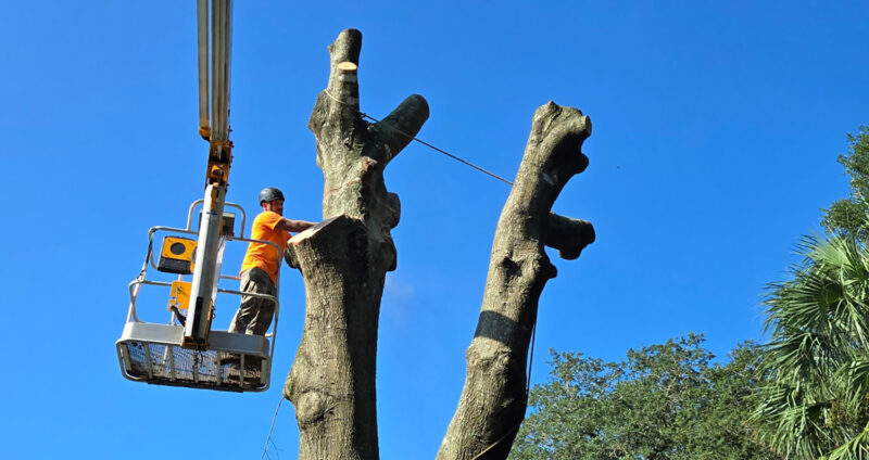 Professional Tree Removal Services on the Emerald Coast – Fort Walton ...